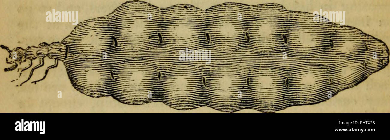 "Insect architecture : to which are added, miscellanies, on the ravages ...