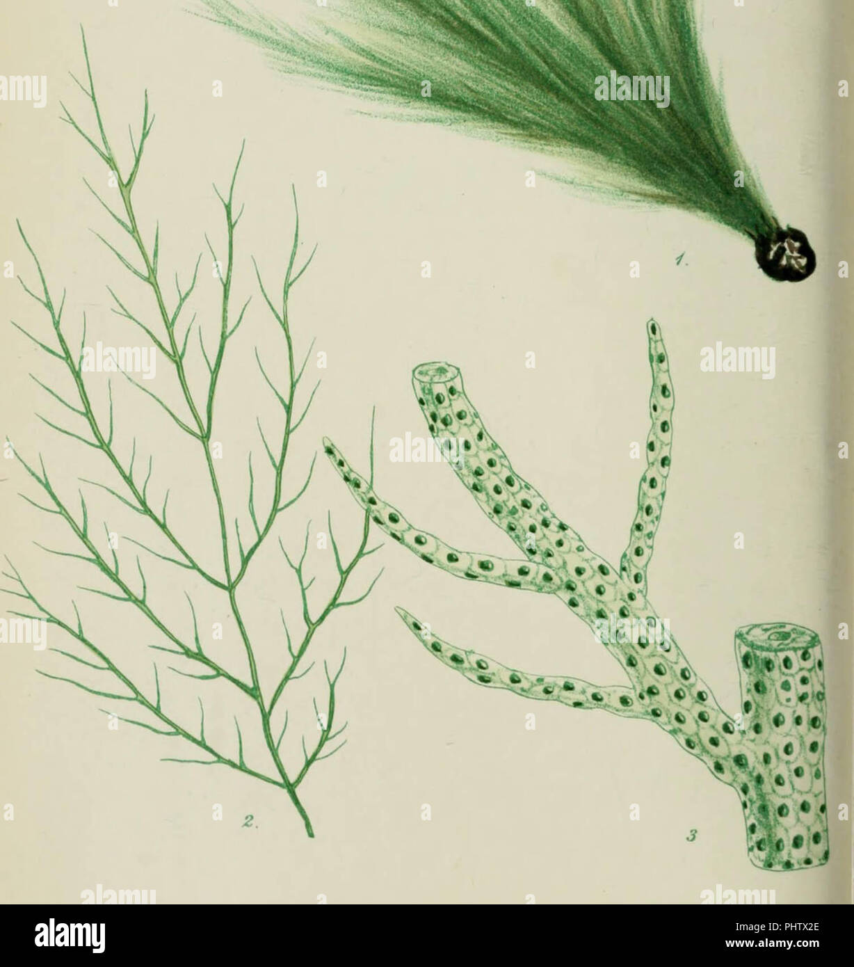 Specific algae hi-res stock photography and images - Alamy