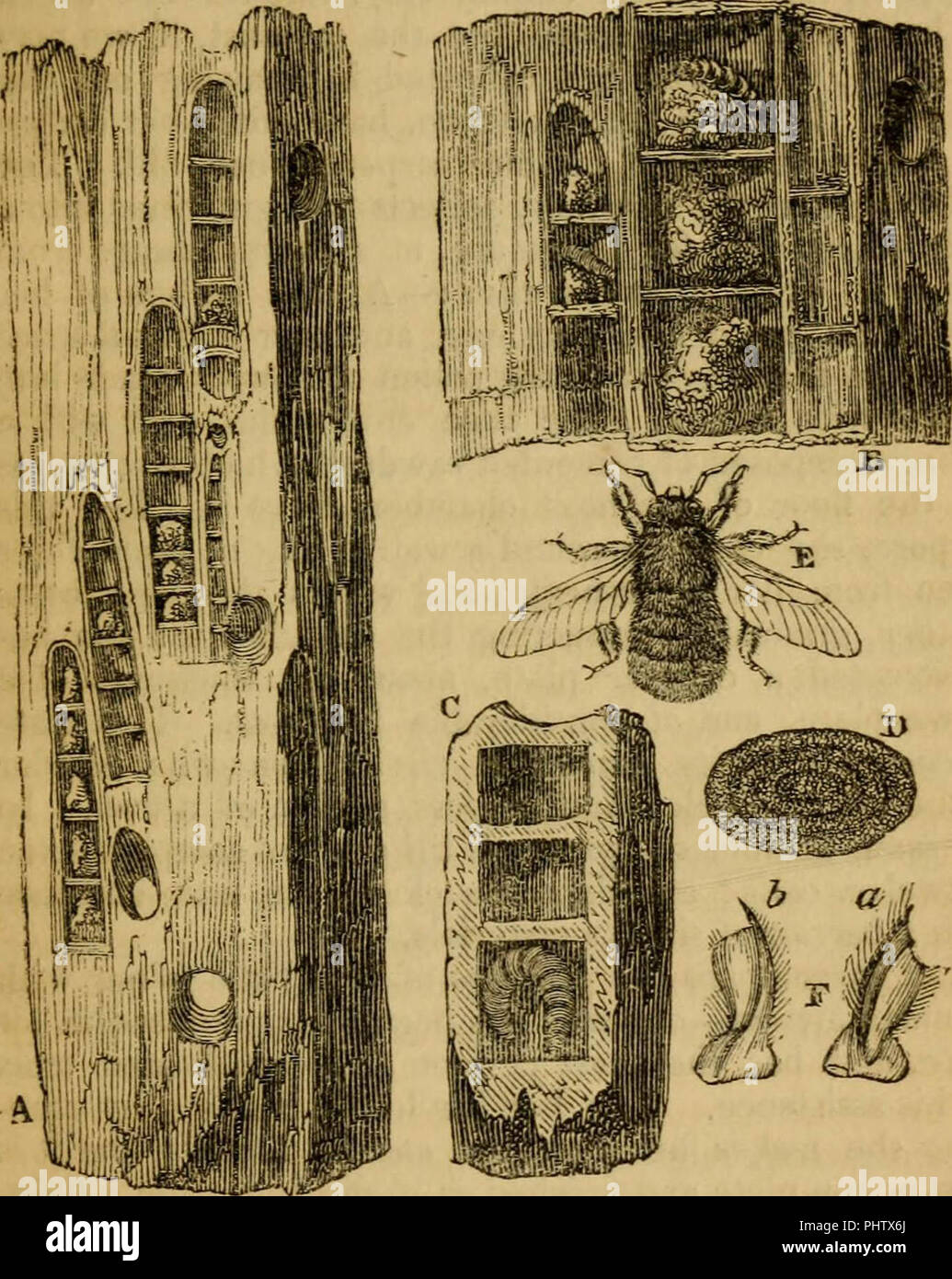 "Insect architecture : to which are added, miscellanies, on the ravages ...