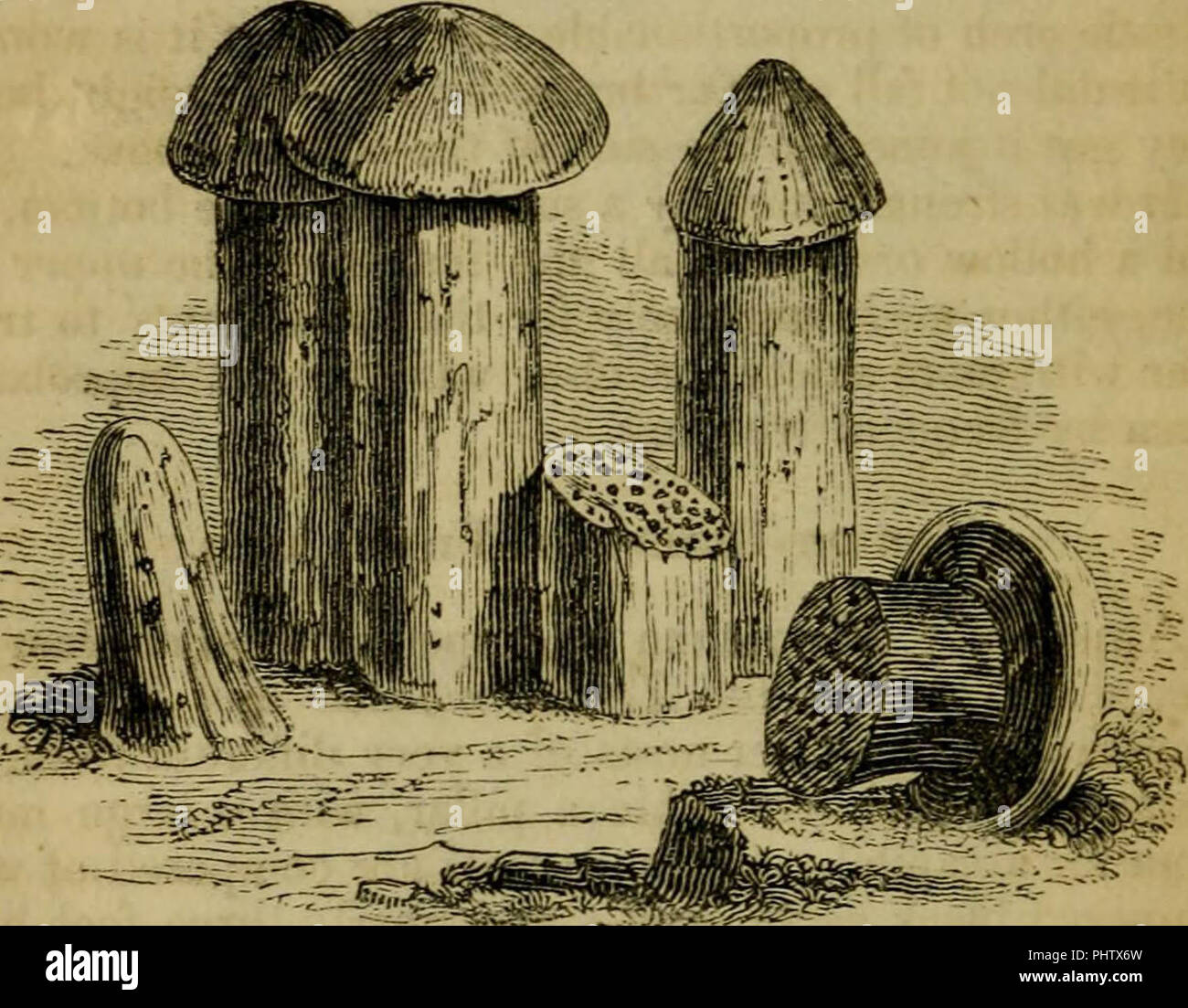 "Insect architecture : to which are added, miscellanies, on the ravages ...