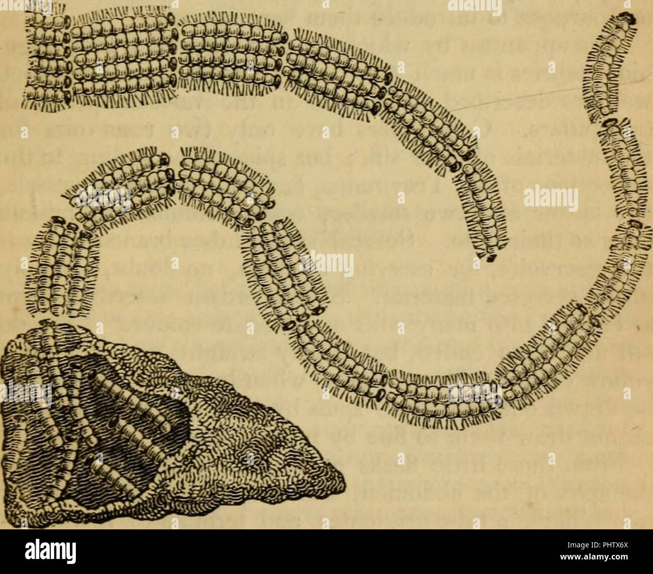 "Insect architecture : to which are added, miscellanies, on the ravages ...