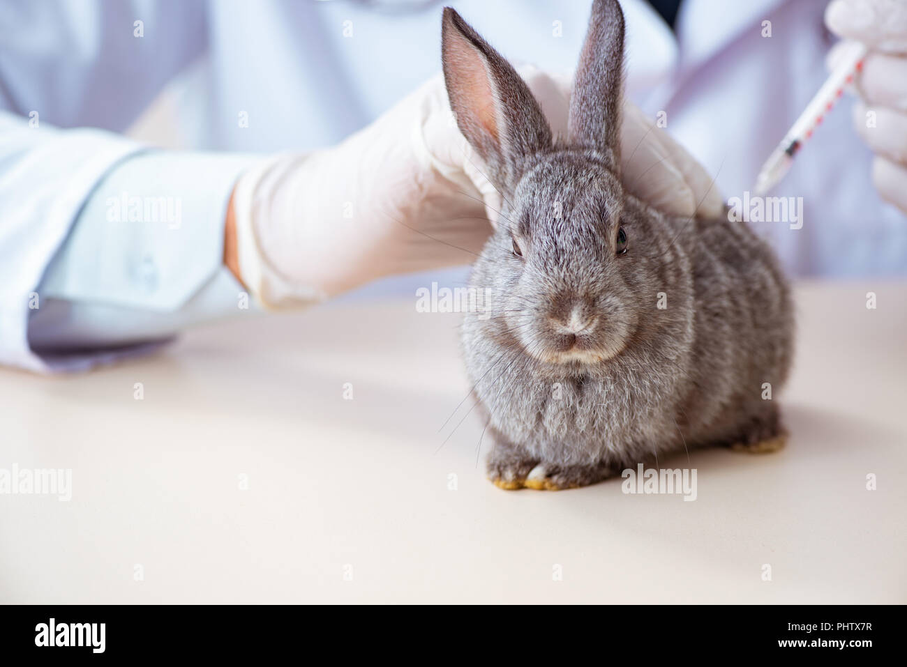 Vet doctor checking up rabbit in his clinic Stock Photo - Alamy