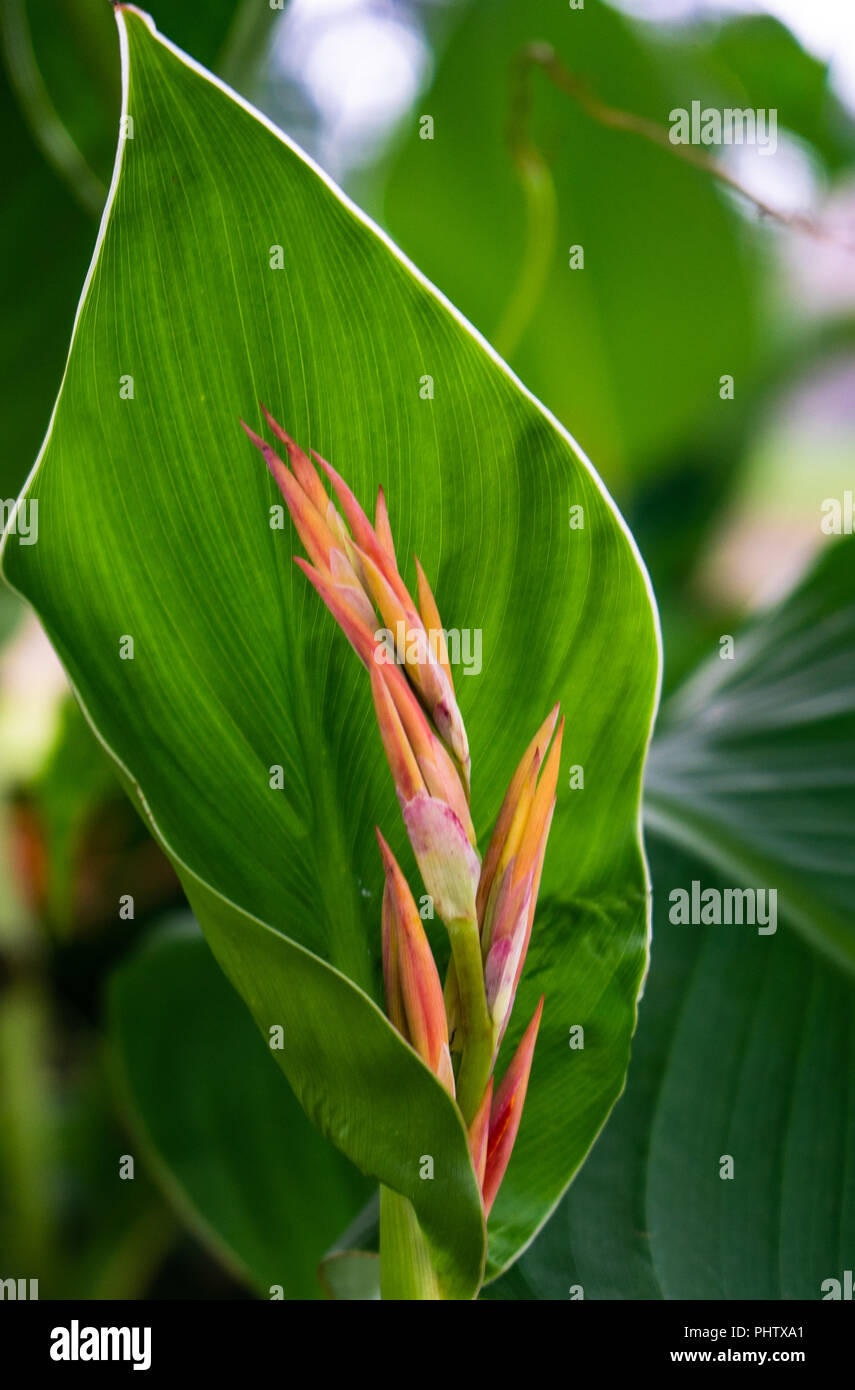 Canna lilly flower in a tropical garden outdoor Stock Photo - Alamy