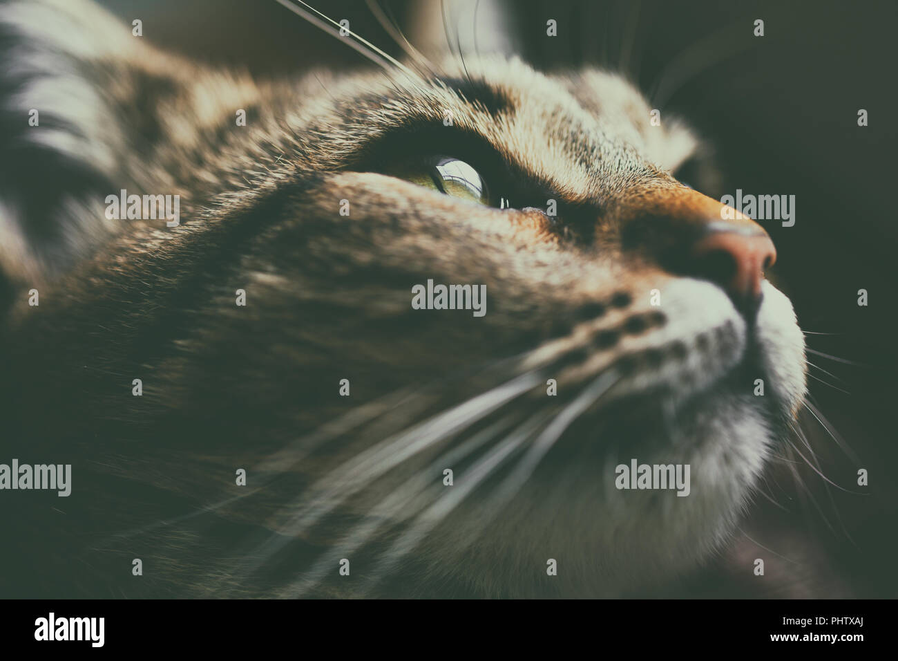 Close up image of beautiful cat.Focus on eye Stock Photo - Alamy