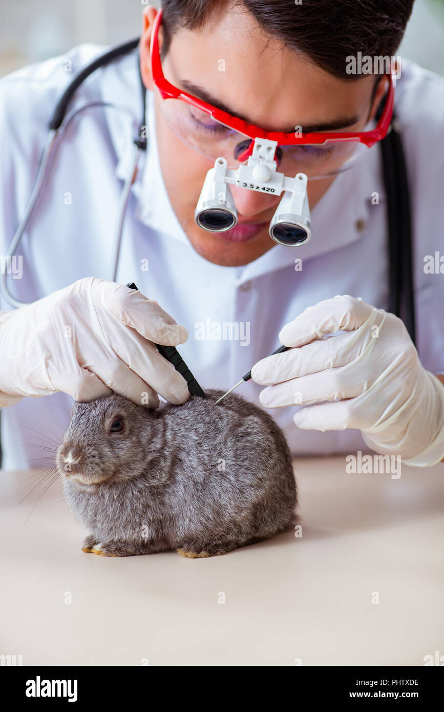 Scientist experimenting on animals hi-res stock photography and images ...