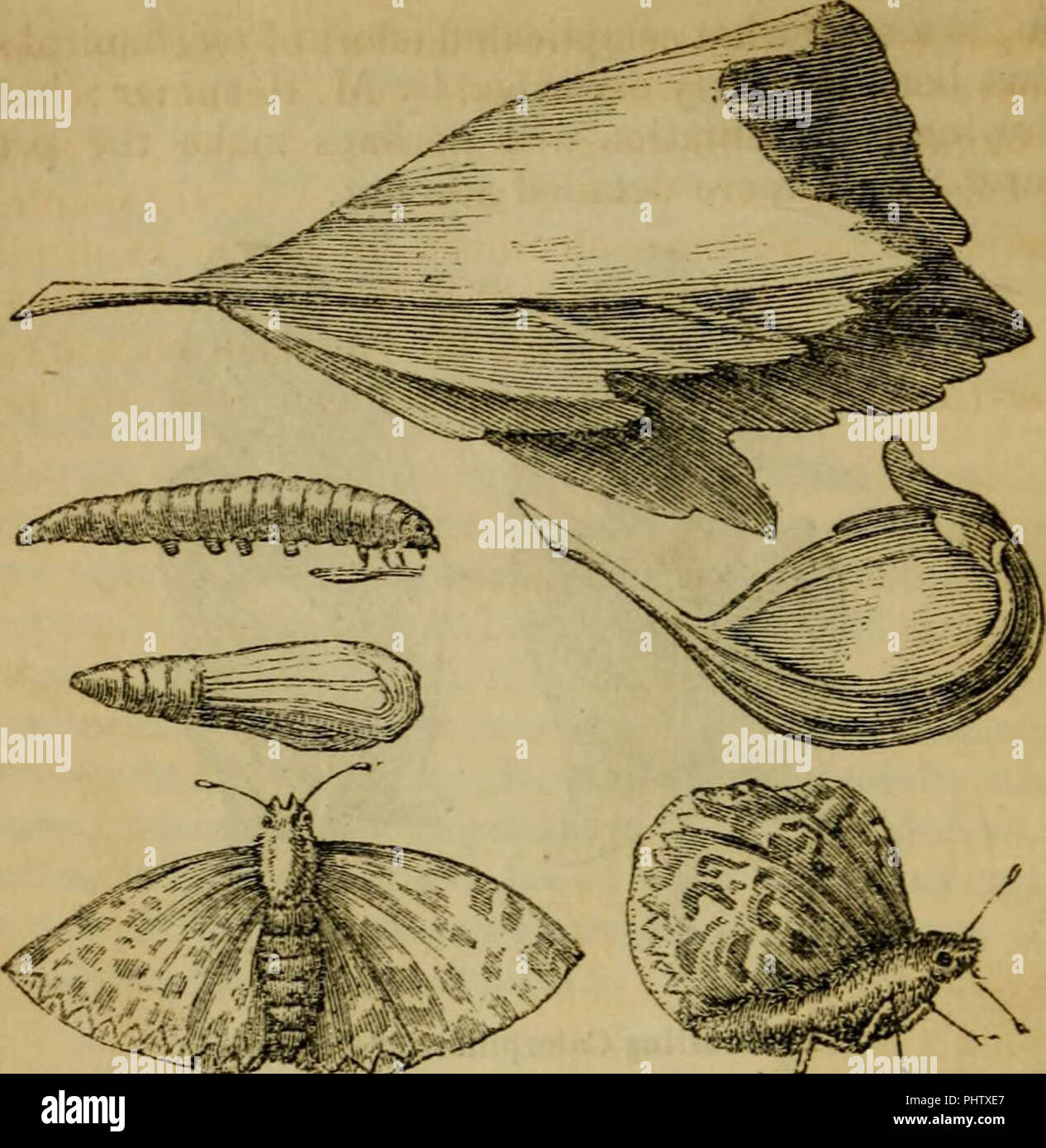 "Insect architecture : to which are added, miscellanies, on the ravages ...