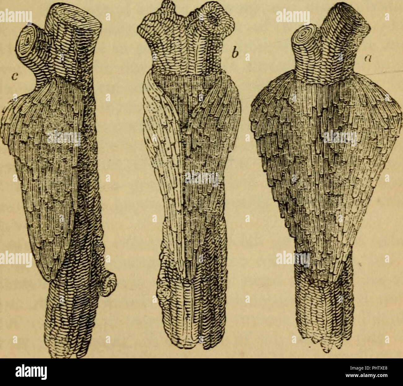 "Insect architecture : to which are added, miscellanies, on the ravages ...