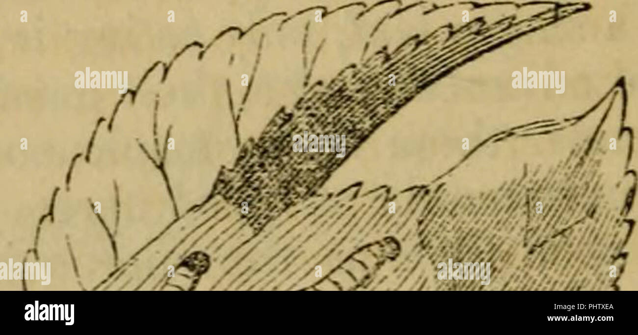 "Insect architecture : to which are added, miscellanies, on the ravages ...