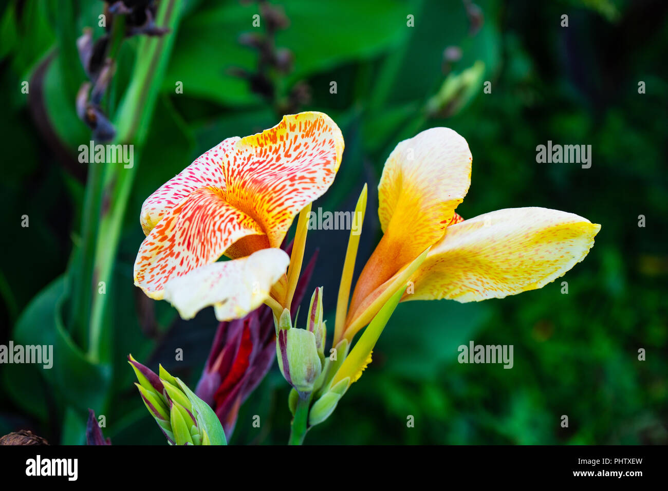Canna lilly flower in a tropical garden outdoor Stock Photo - Alamy