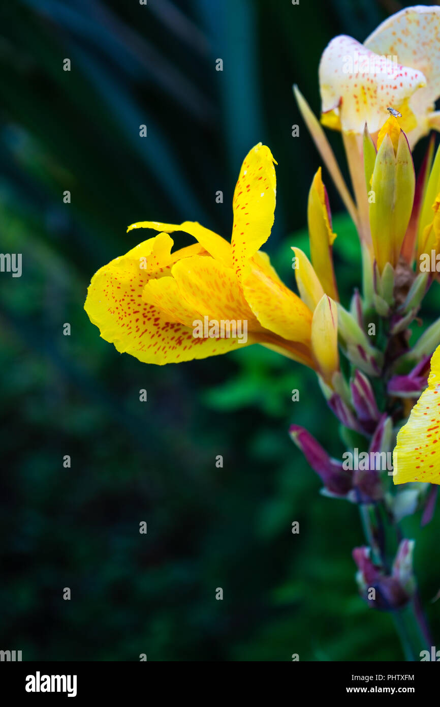 Canna lilly flower in a tropical garden outdoor Stock Photo - Alamy