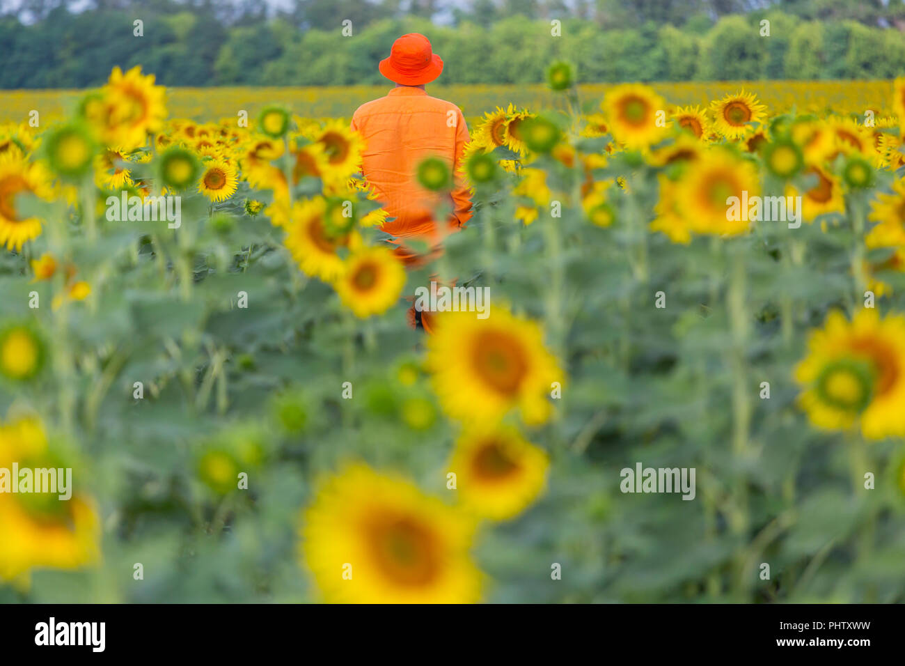 Man in sunflowers field Stock Photo - Alamy