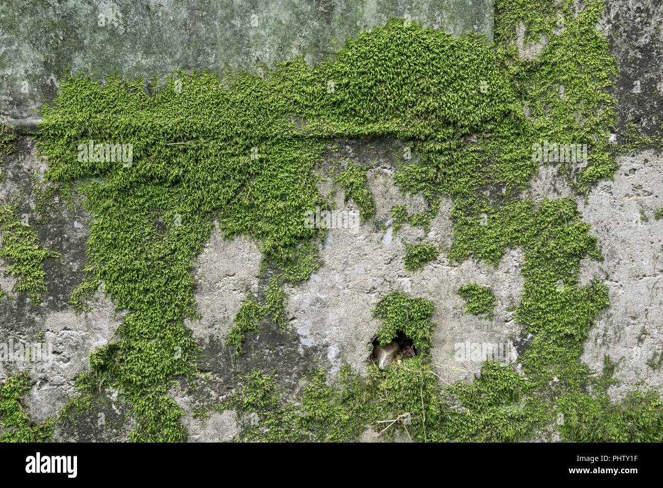 mossy wall in hangdong railroad Stock Photo - Alamy
