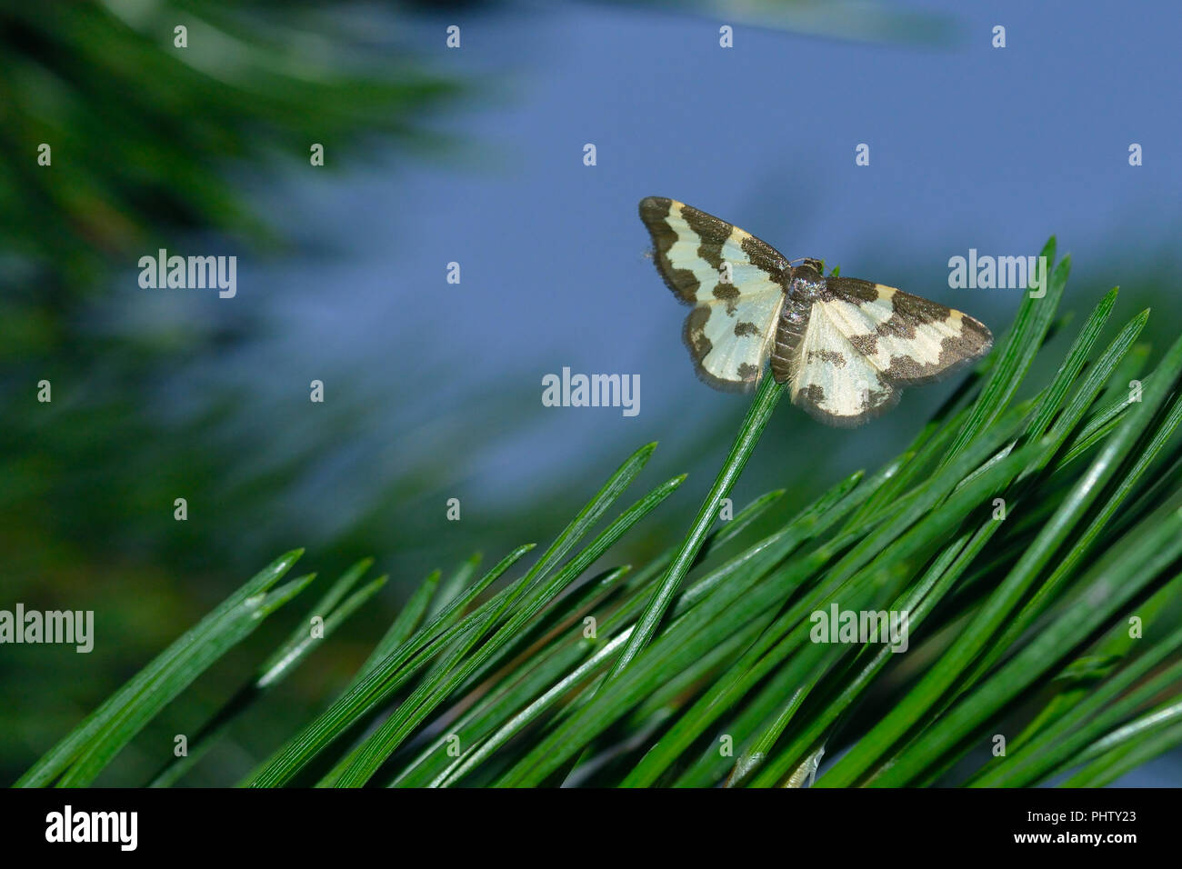 Clouded Border Moth High Resolution Stock Photography and Images - Alamy