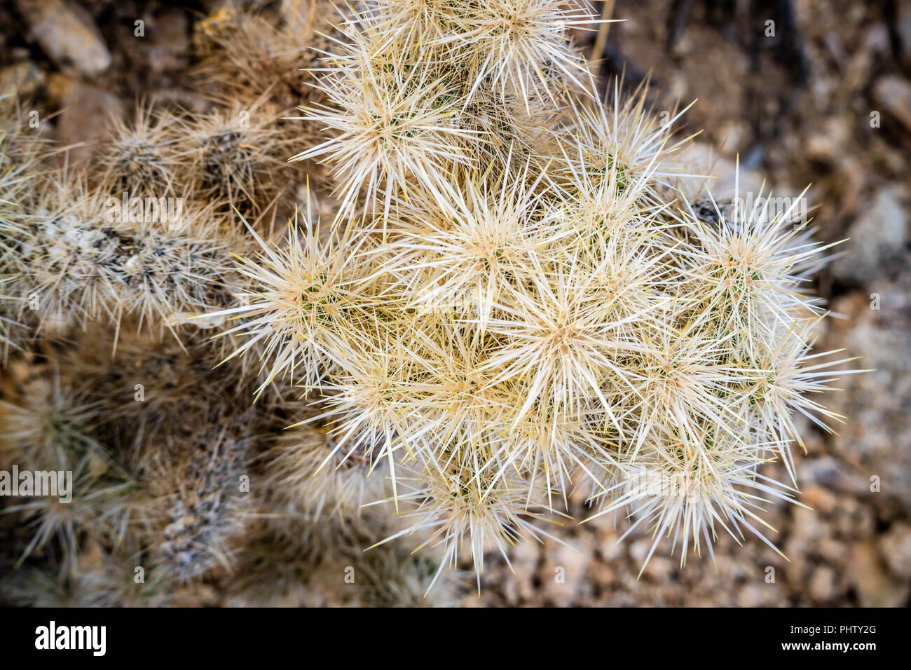Teddy bear cactus hi-res stock photography and images - Alamy