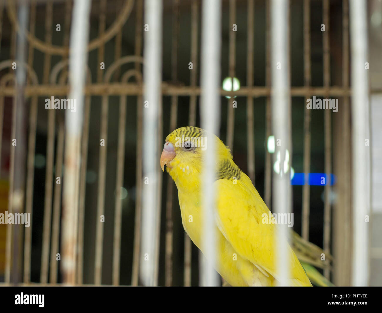 Yellow Budgie Budgerigar Birds In High Resolution Stock Photography and ...