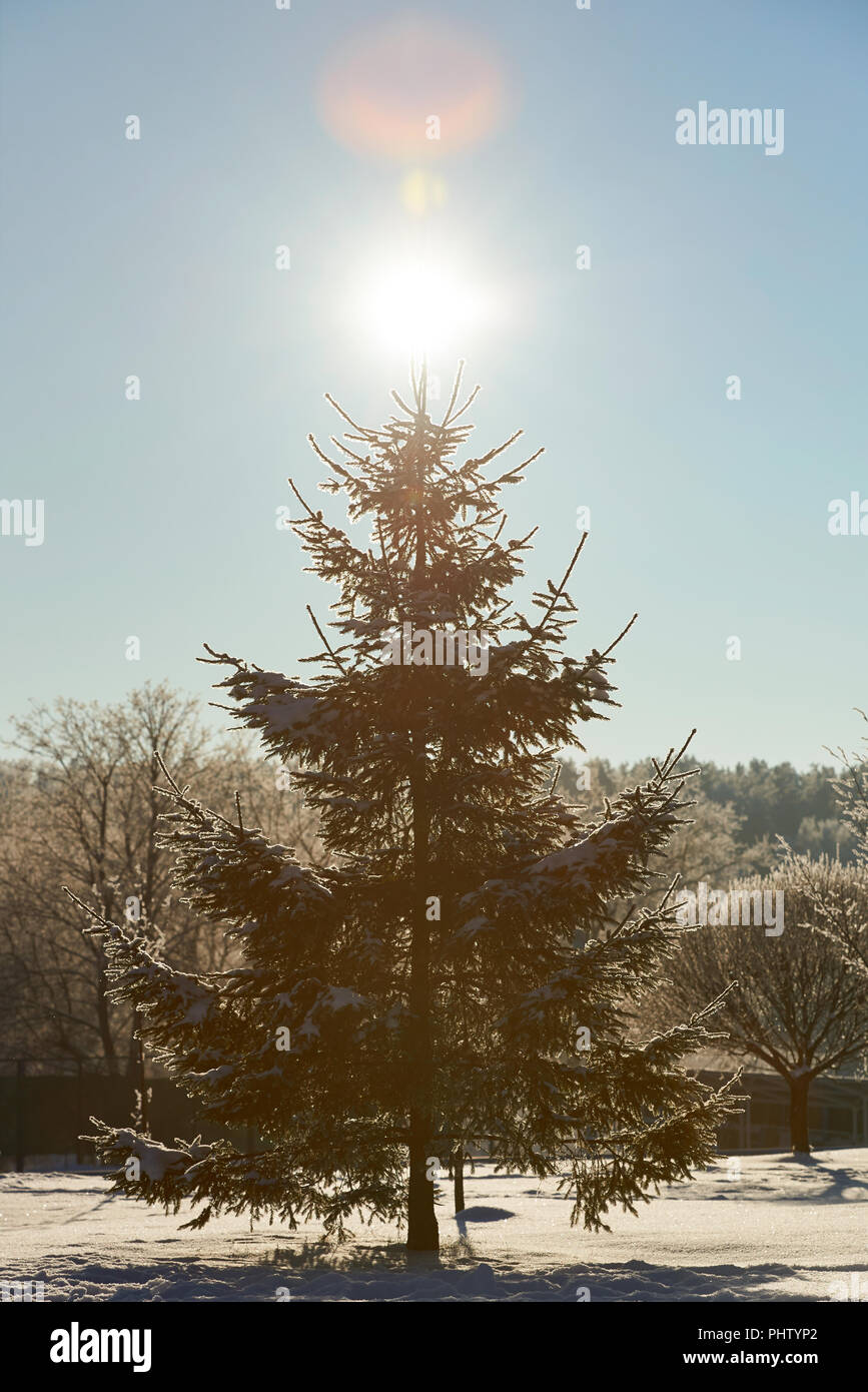 Pine tree on sunny light. Winter sunny day background Stock Photo - Alamy