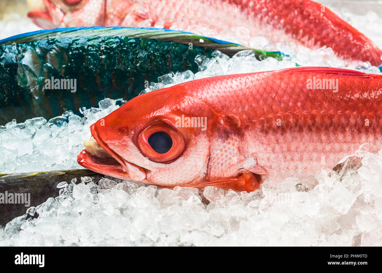 Ice fish hi-res stock photography and images - Alamy