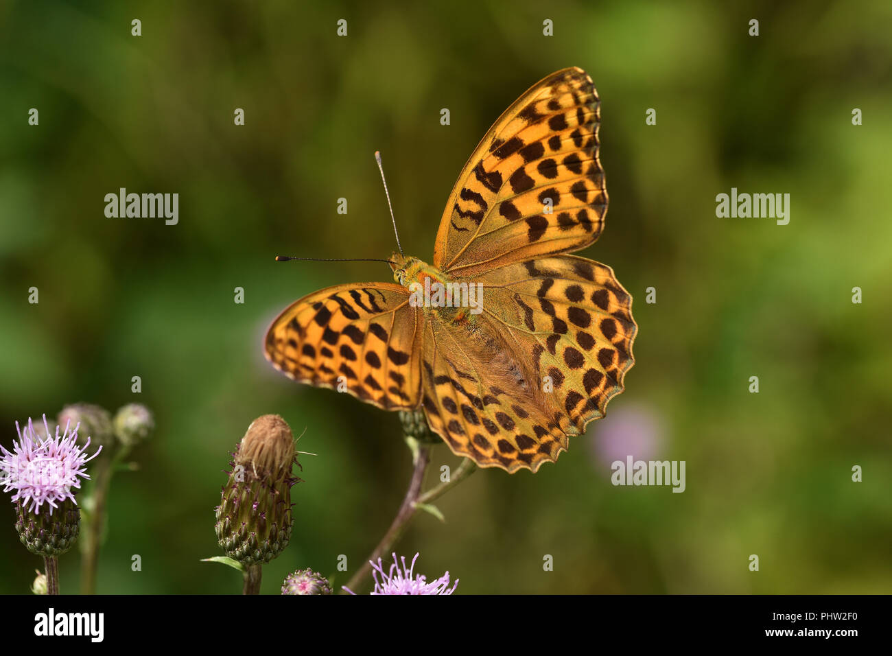 Silver butterfly hi-res stock photography and images - Alamy