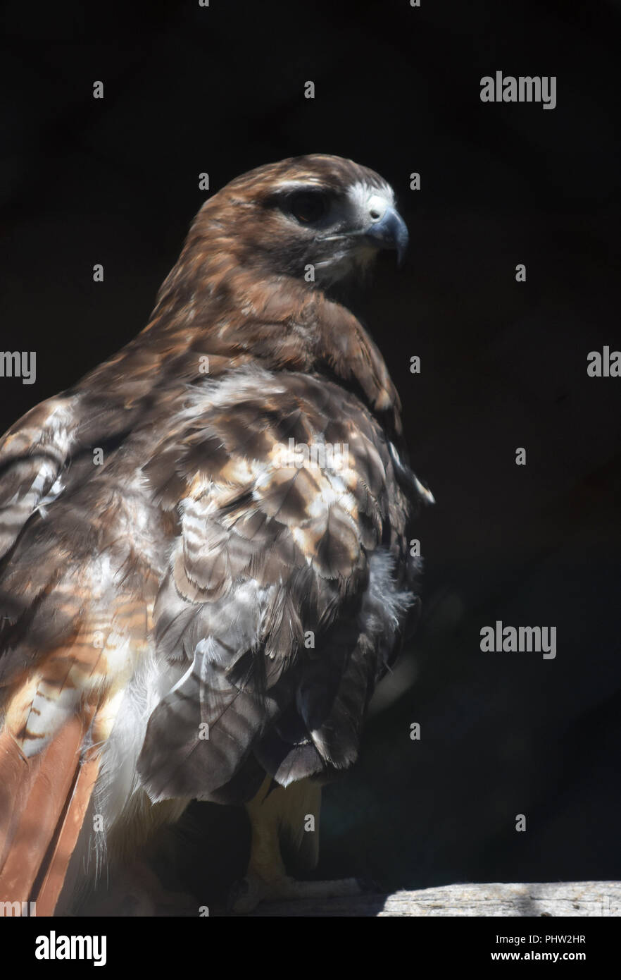 Harlans red tailed hawk hi-res stock photography and images - Alamy