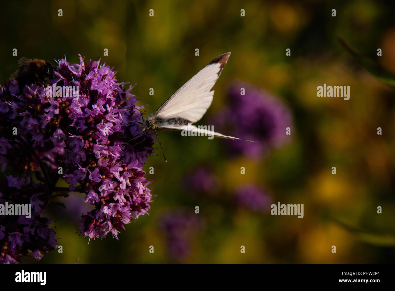 Picture butterfly hi-res stock photography and images - Alamy