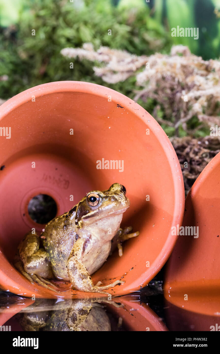 A common frog photographed in late summer/early autumn in mid Wales ...