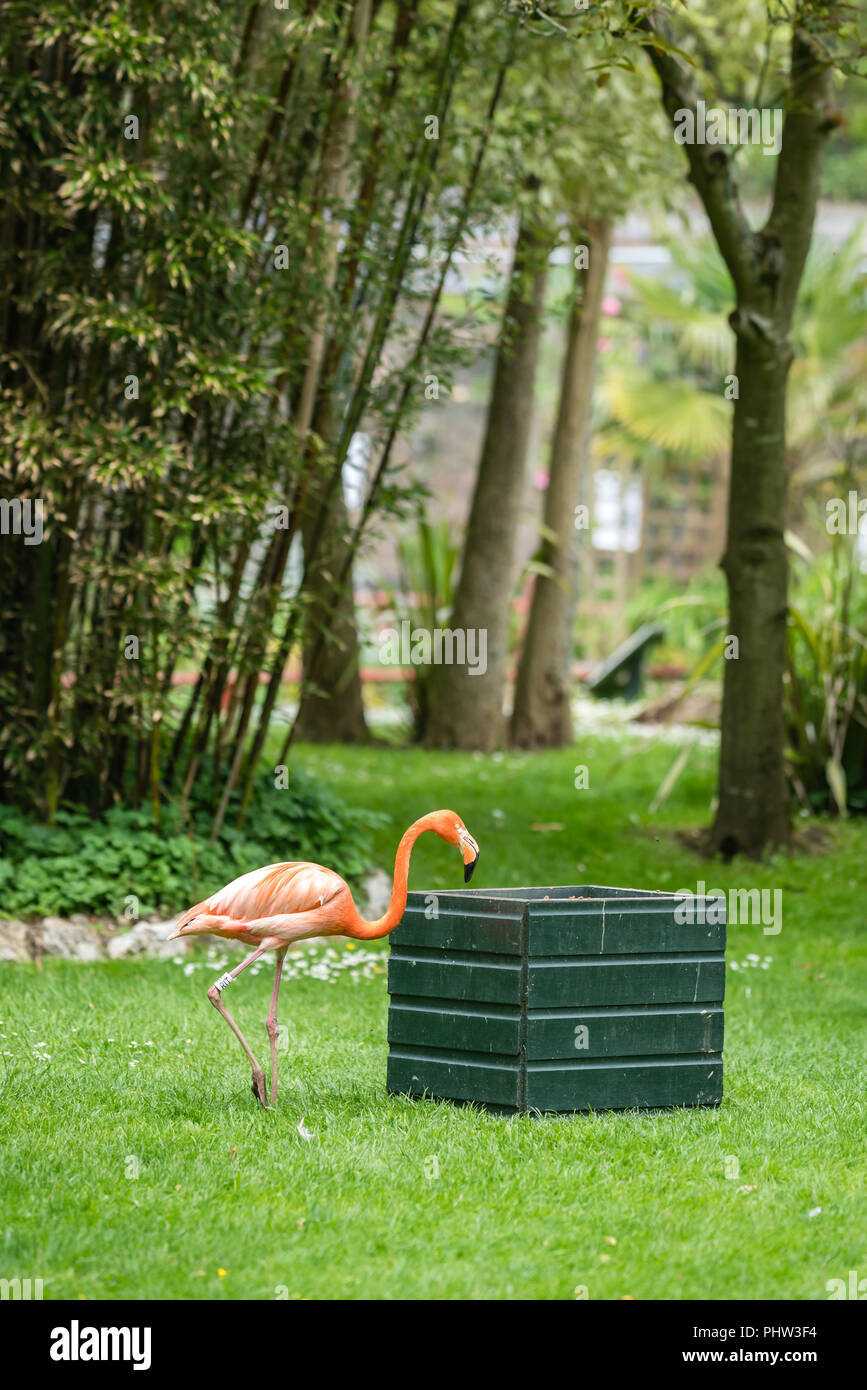 Caribbean flamingo getting food from a feeder Stock Photo - Alamy