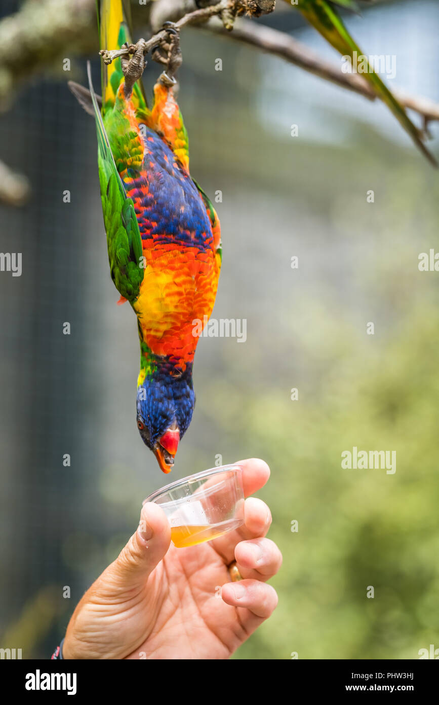 Man giving the bird hi-res stock photography and images - Alamy