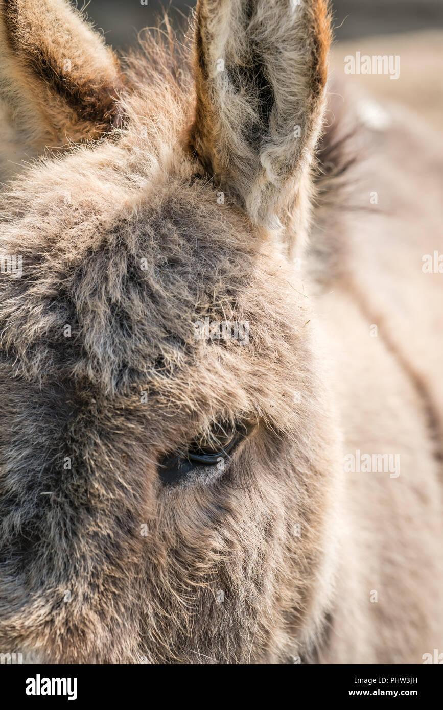 Large furry donkey face closeup Stock Photo - Alamy