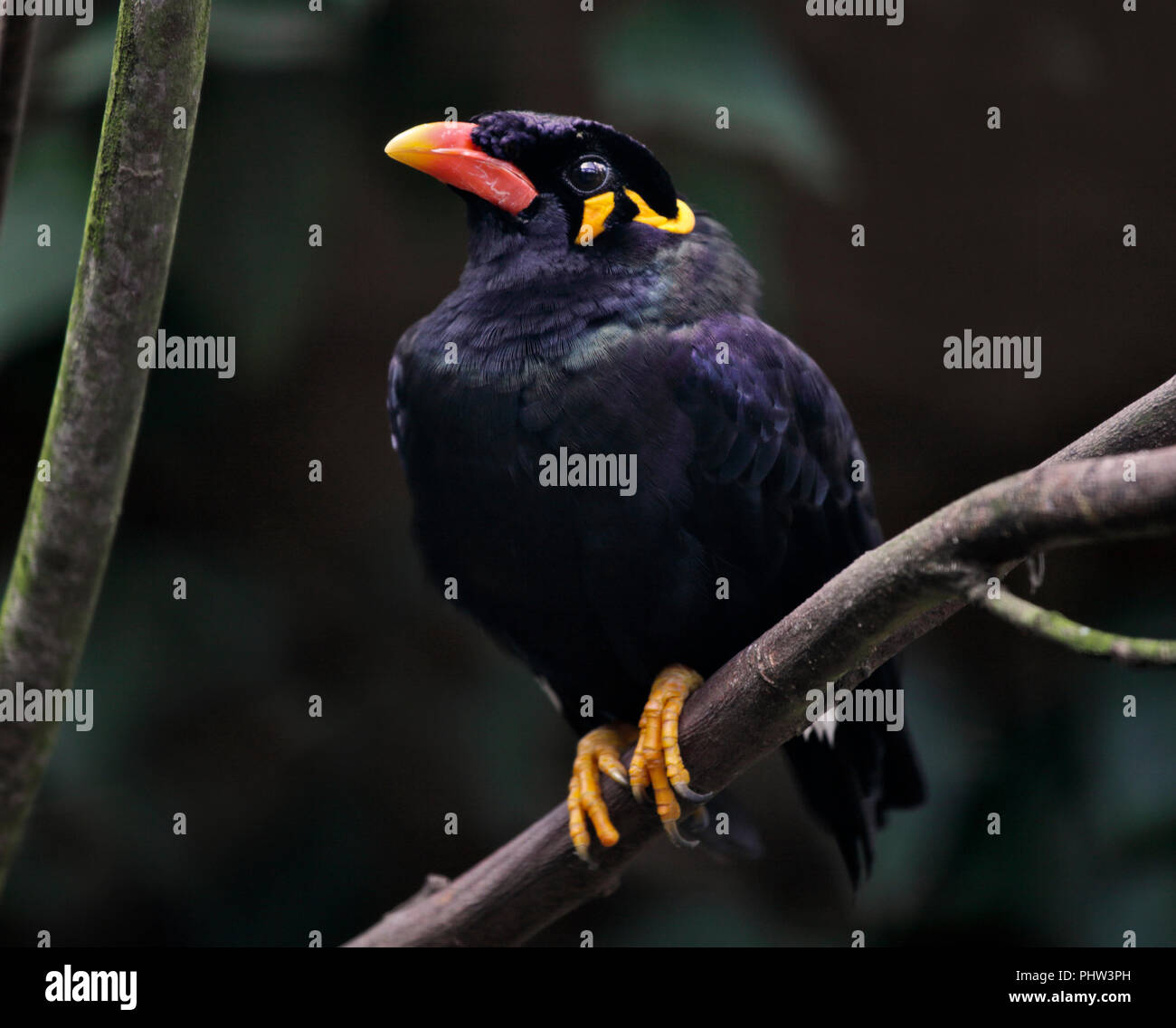 Common Hill Myna (gacula religiosa Stock Photo - Alamy