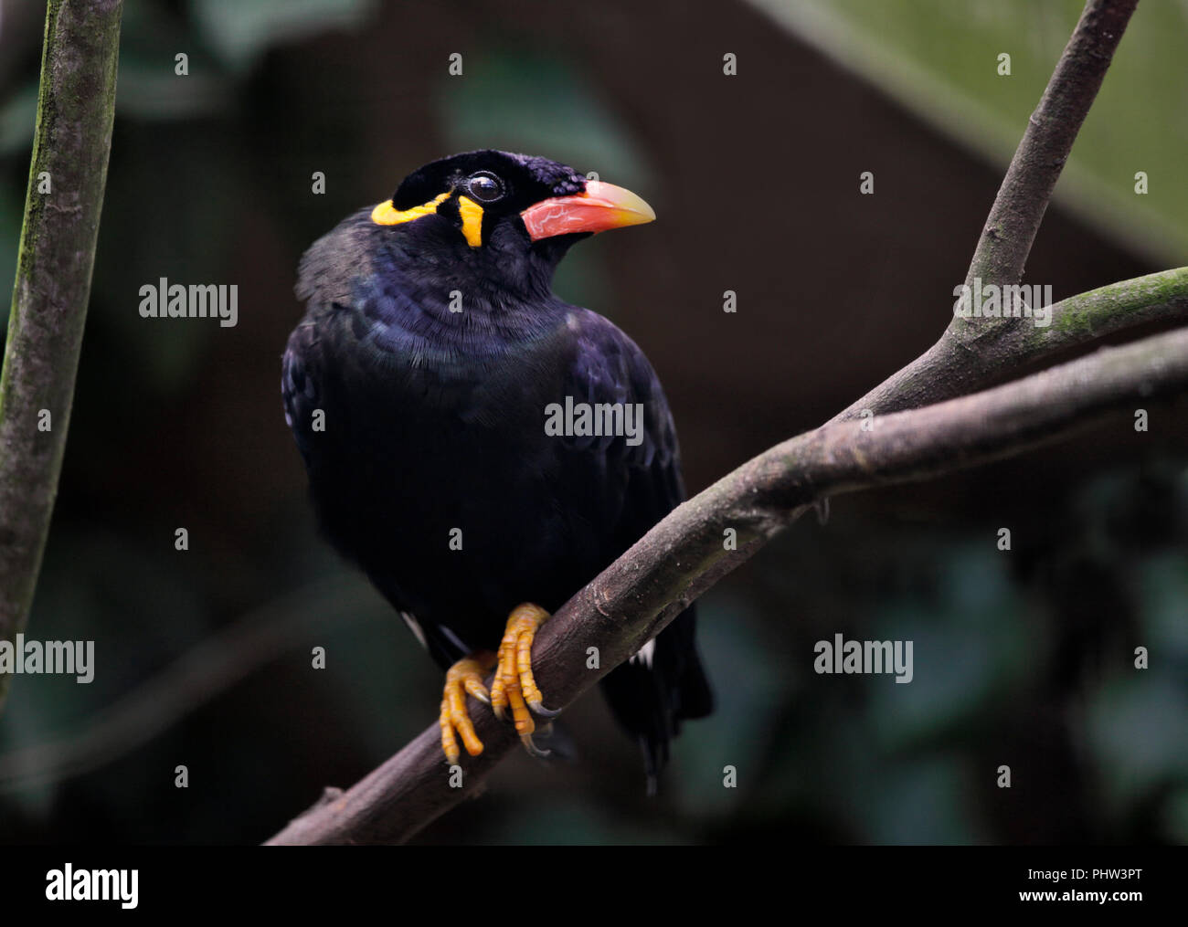 Gracula religiosa hi-res stock photography and images - Alamy