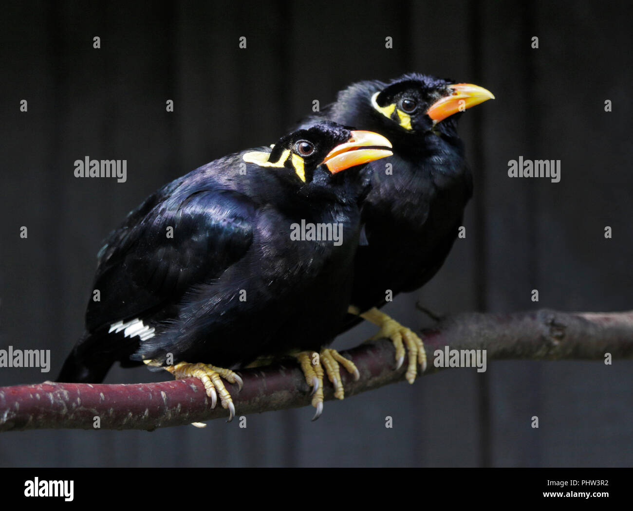 Gracula religiosa hi-res stock photography and images - Alamy