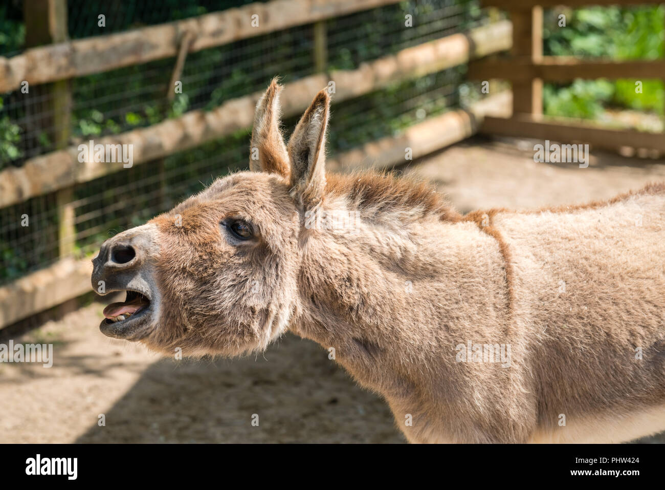 Large furry donkey shouting loudly Stock Photo - Alamy