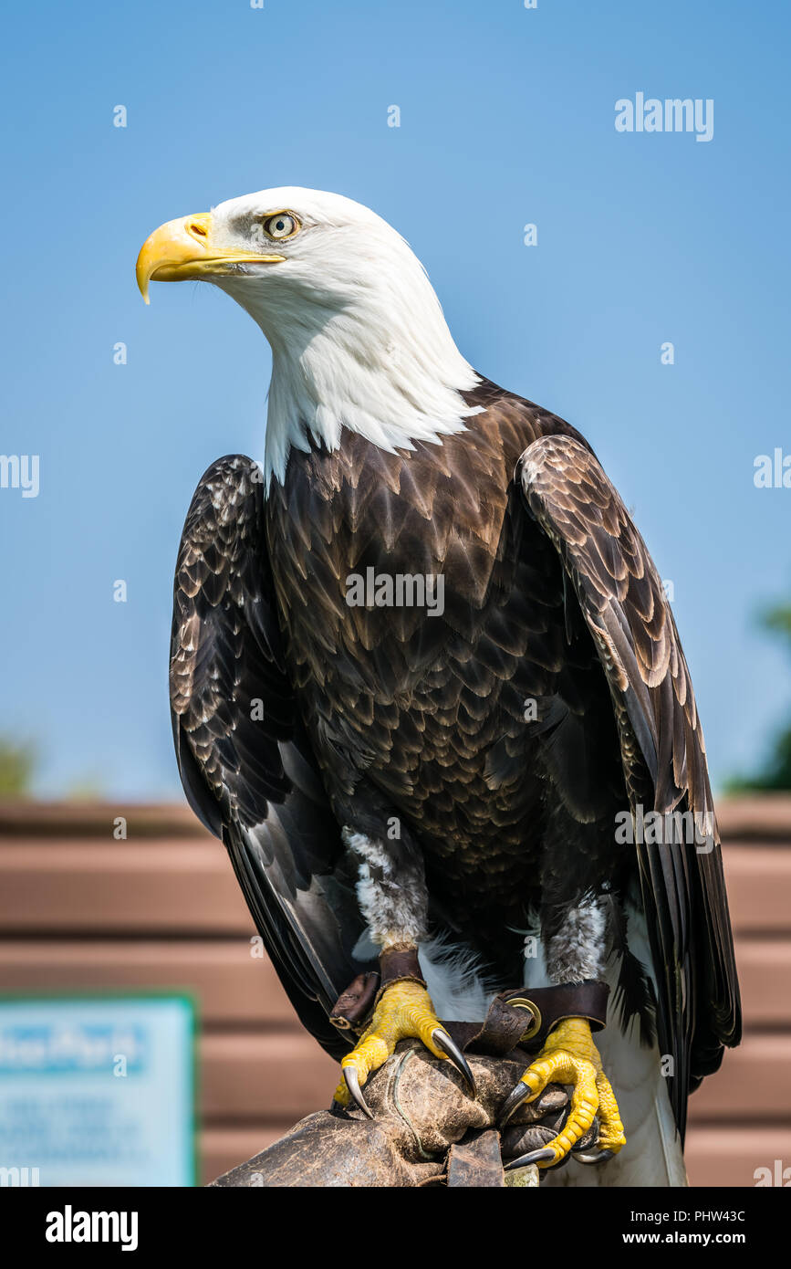 Bald eagle sitting on a trainer hand Stock Photo - Alamy