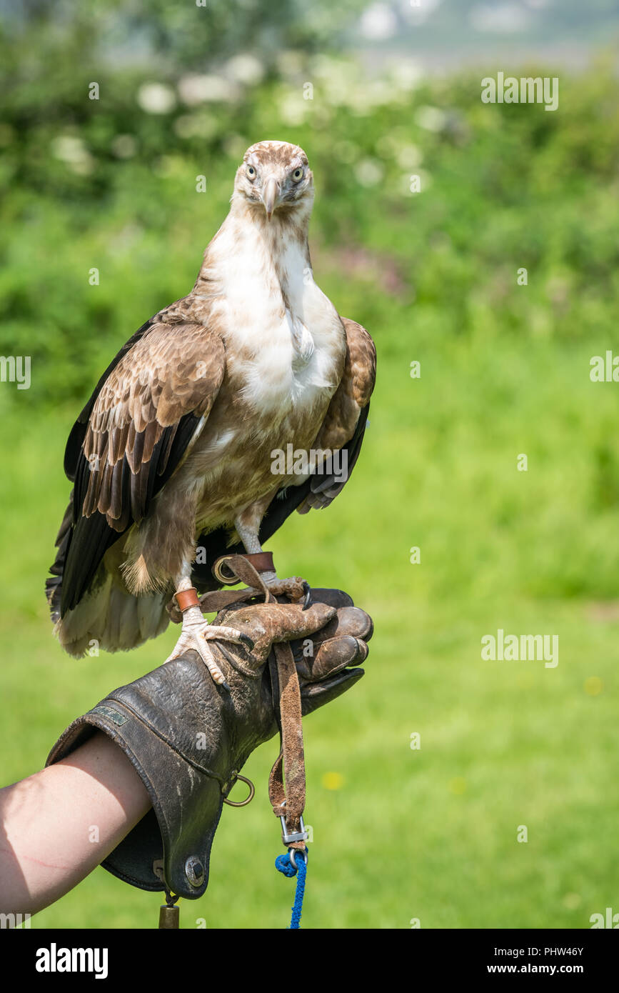 Falcon hawk bird sitting on falconers hand Stock Photo - Alamy