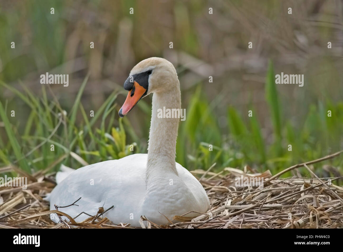 Male mute swan sitting on nest photographed at eye level facing to the right Stock Photo - Alamy