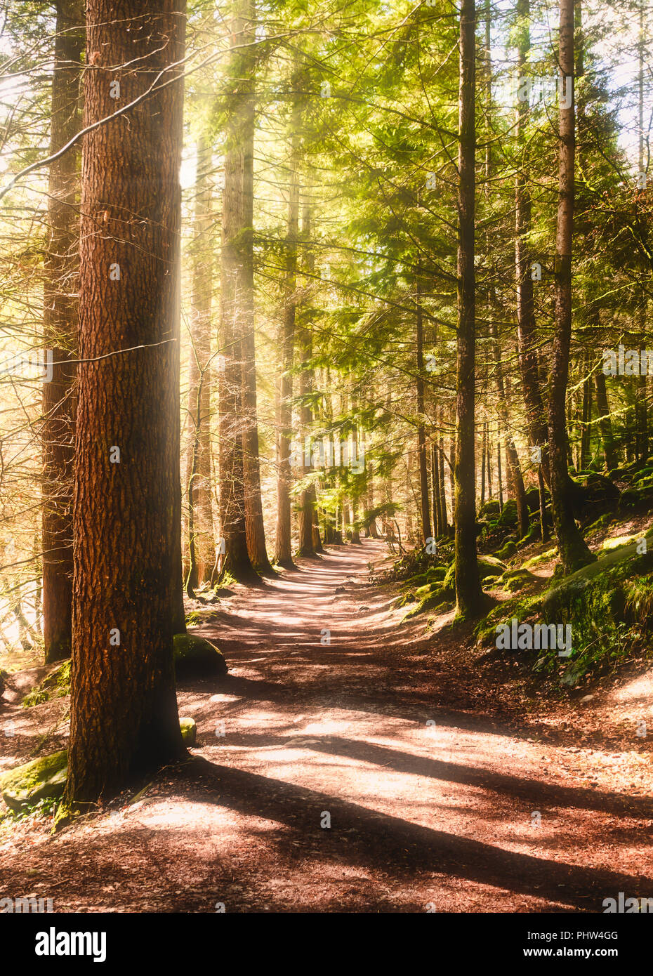 Forest running during scenic sunset hi-res stock photography and images ...