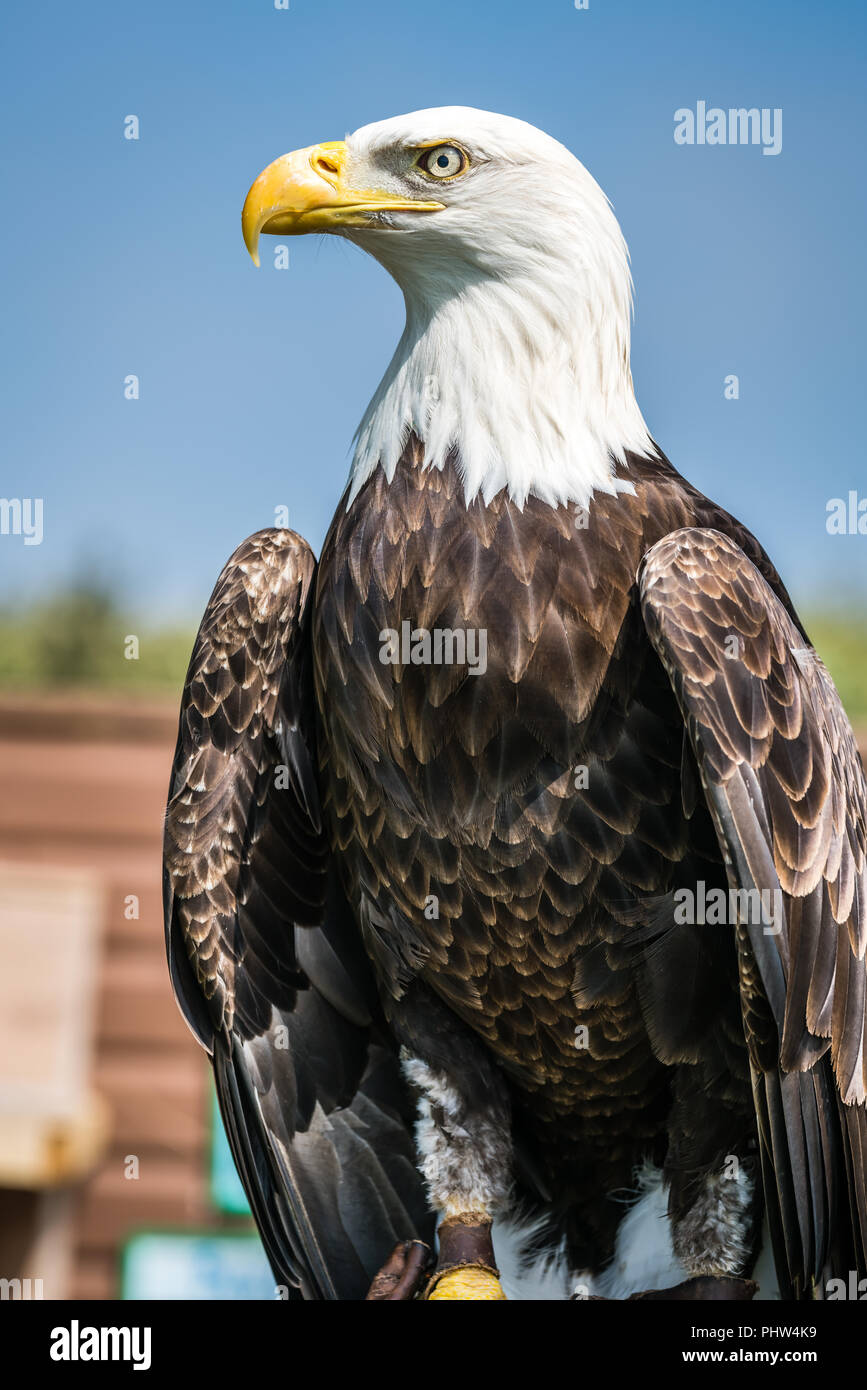 Eagle On Hand High Resolution Stock Photography and Images - Alamy