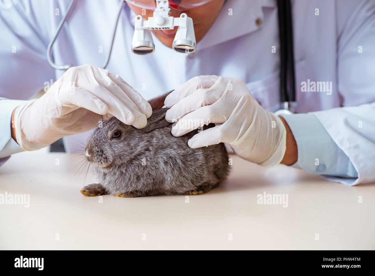 Vet doctor checking up rabbit in his clinic Stock Photo - Alamy