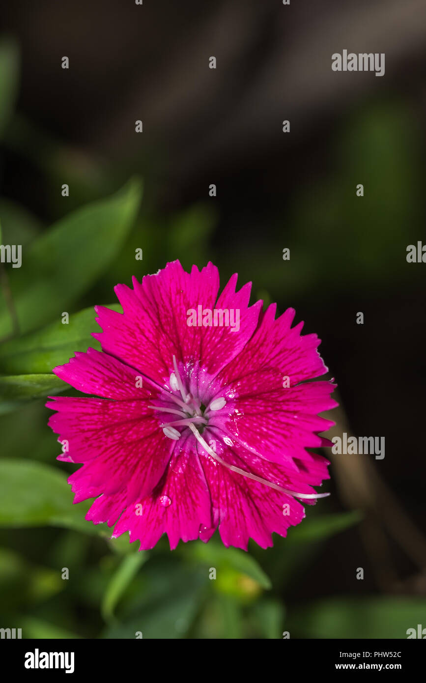 Indian pink dianthus chinensis hi-res stock photography and images - Alamy