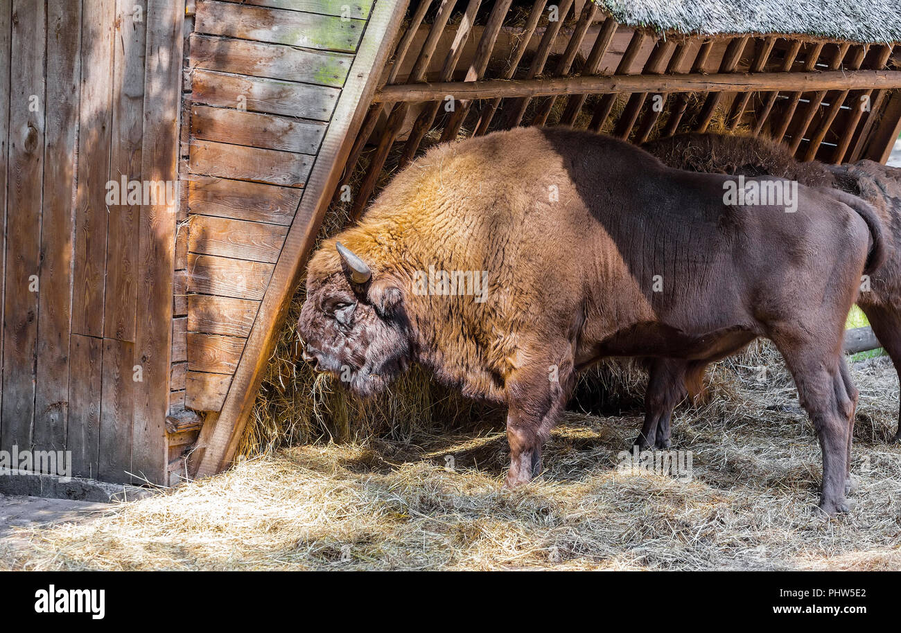 Adult bison eats straw at the trough Stock Photo - Alamy