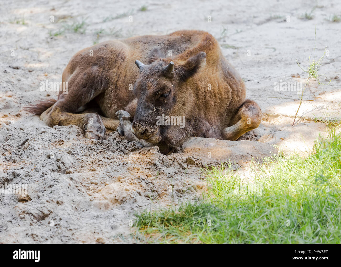 Bison ranching hi-res stock photography and images - Alamy