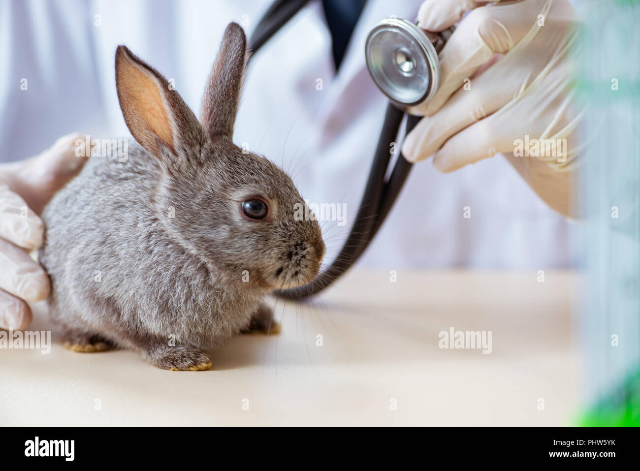 Vet doctor checking up rabbit in his clinic Stock Photo - Alamy