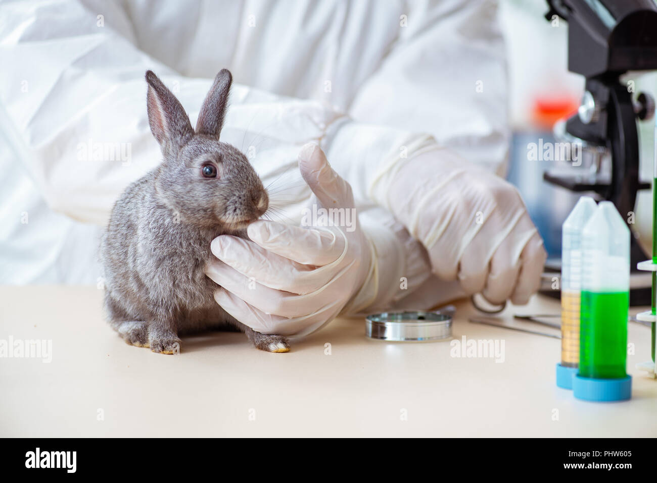 Vet doctor checking up rabbit in his clinic Stock Photo - Alamy