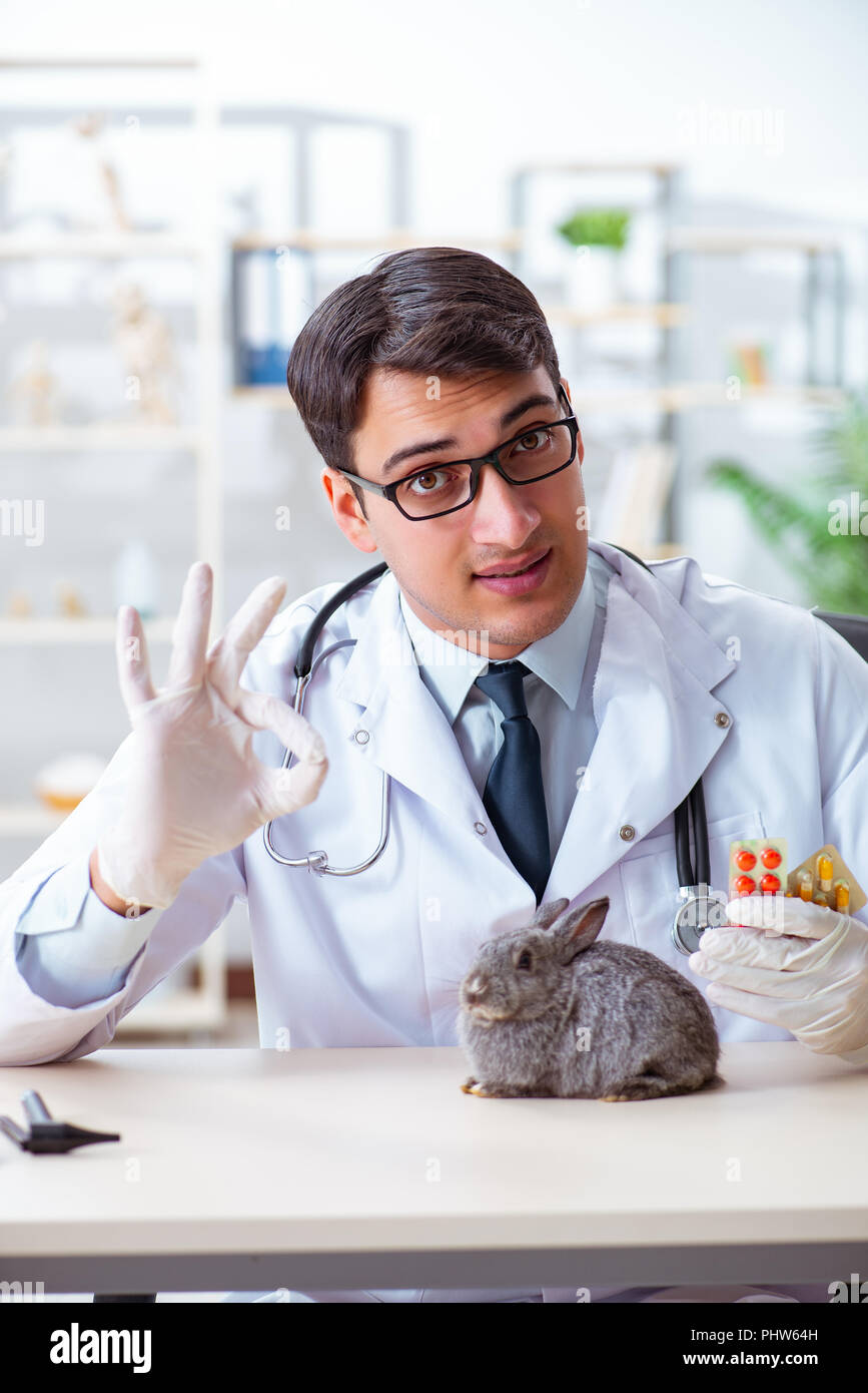 Vet doctor checking up rabbit in his clinic Stock Photo - Alamy