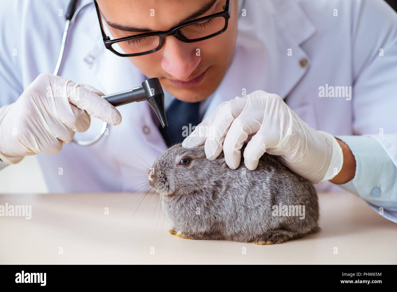 Vet doctor checking up rabbit in his clinic Stock Photo - Alamy