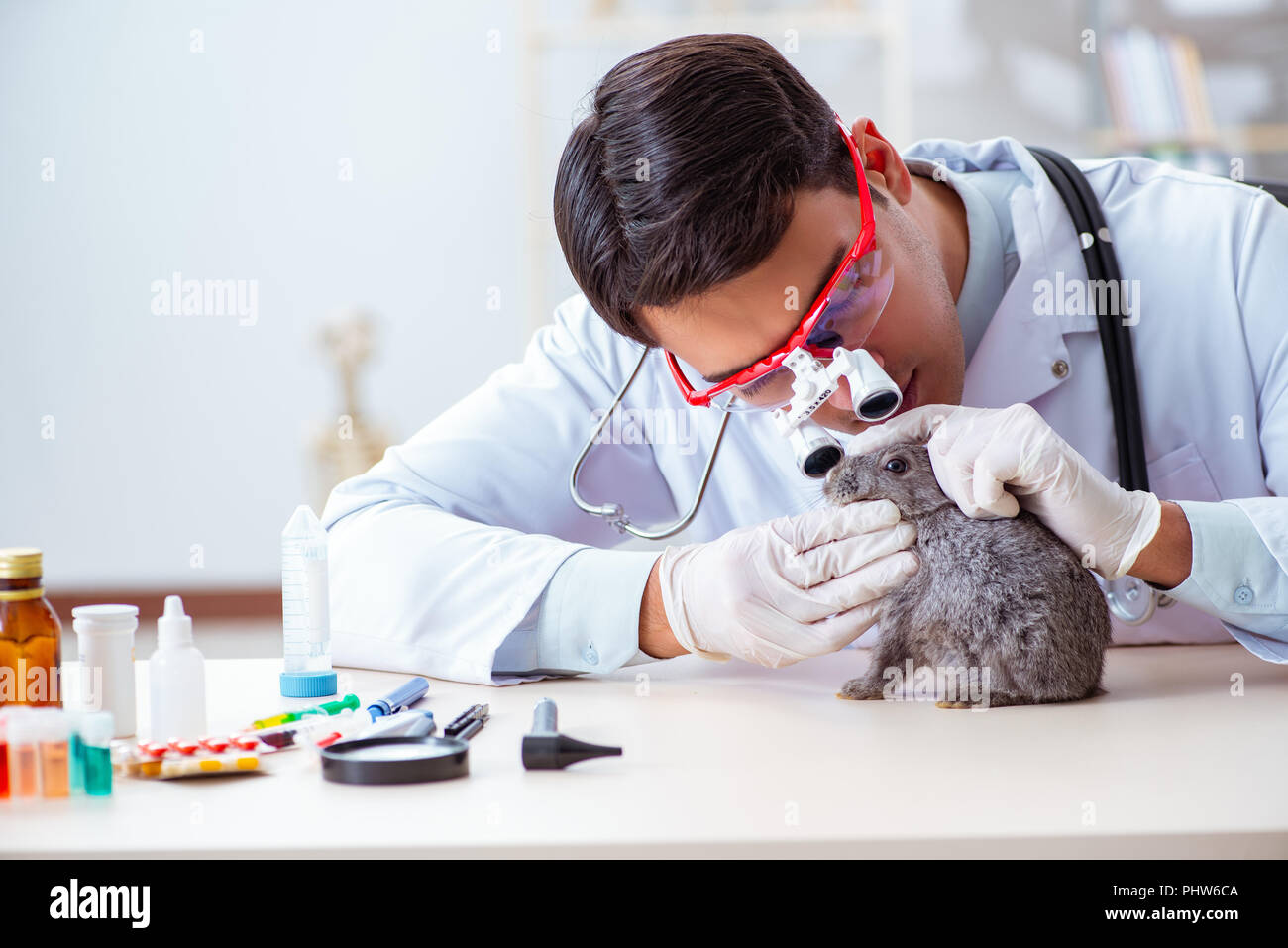 Vet doctor checking up rabbit in his clinic Stock Photo - Alamy