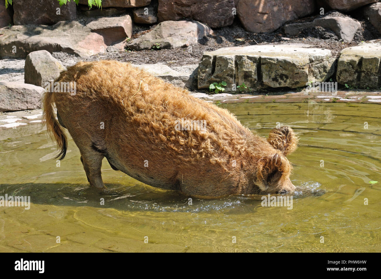 wild boar bathing in the pool Stock Photo - Alamy