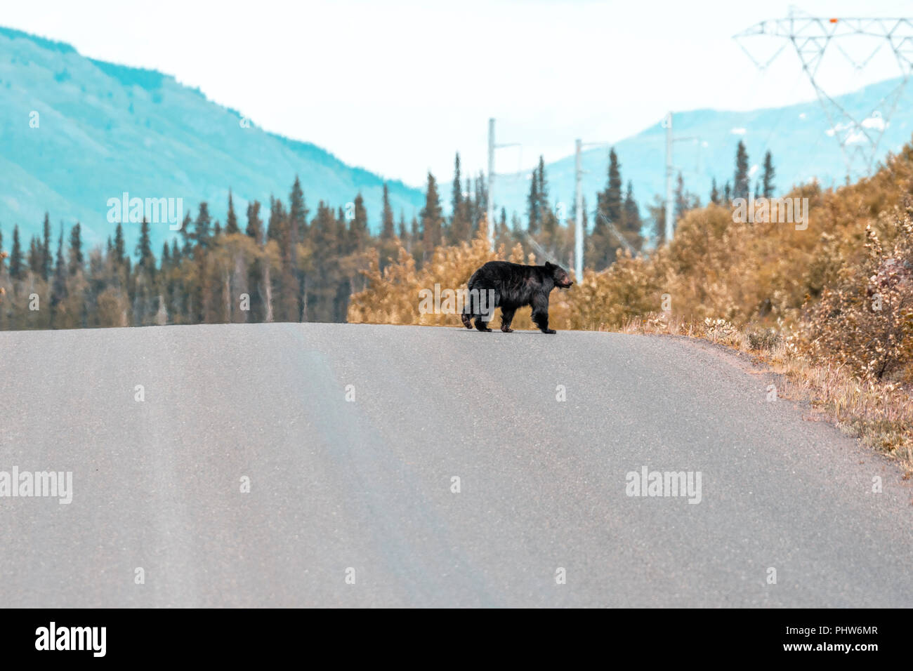 Canadian bear hi-res stock photography and images - Alamy
