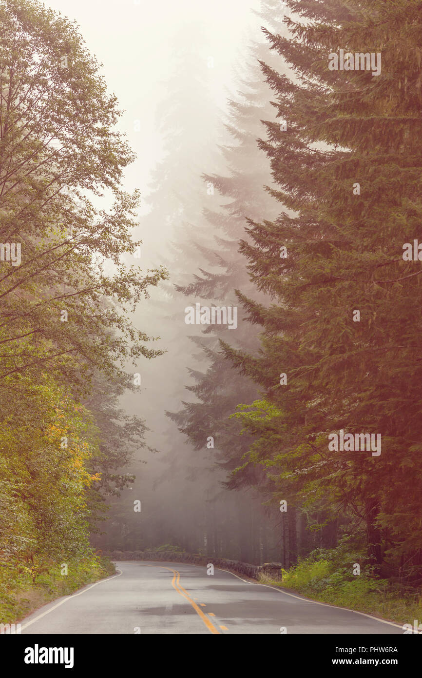 Fog in the forest Stock Photo - Alamy