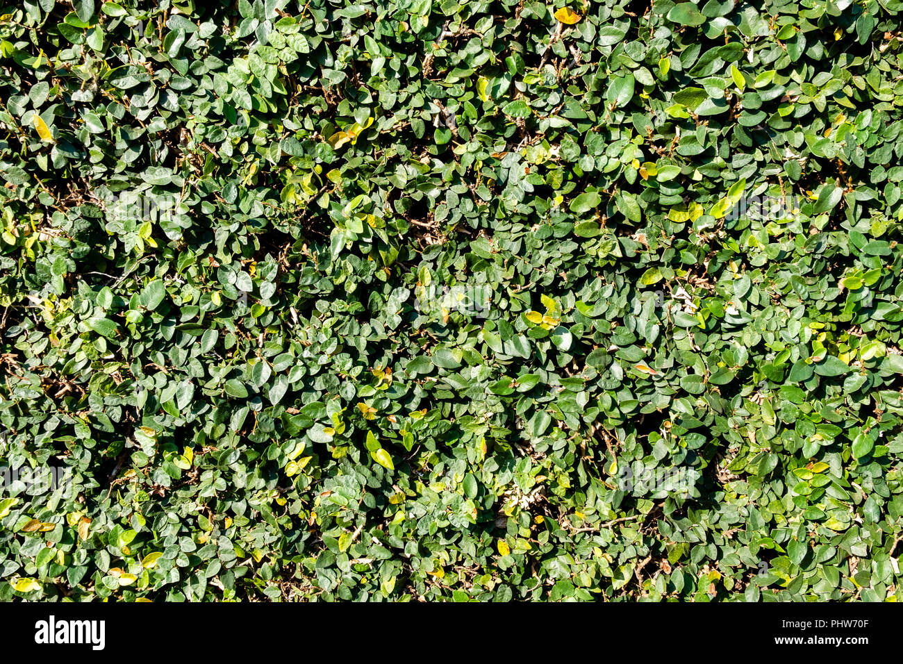 Hera plant on textured wall Stock Photo - Alamy